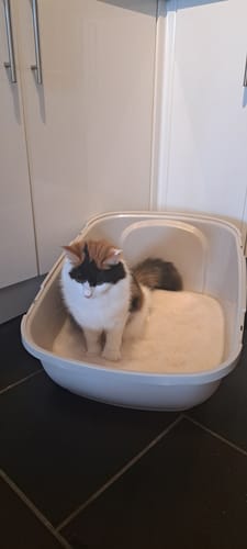 Fit Litter Reviews - 2,731 Reviews | fitlitter.co.uk