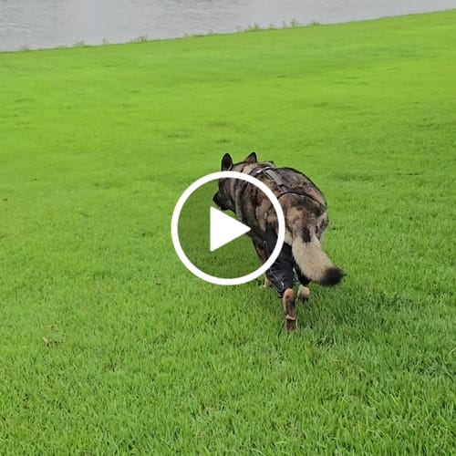 Wag Wize Reviews - 243 Reviews | wagwize.com