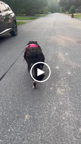 Wag Wize Reviews - 243 Reviews | wagwize.com