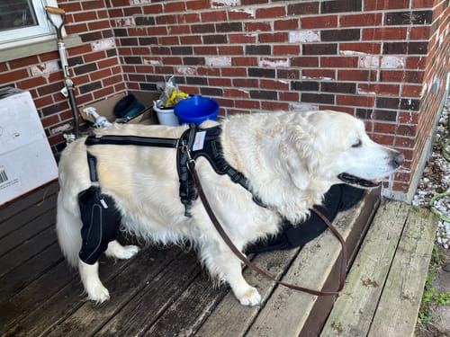 Wag Wize Reviews - 243 Reviews | wagwize.com