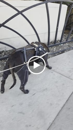 Wag Wize Reviews - 243 Reviews | wagwize.com