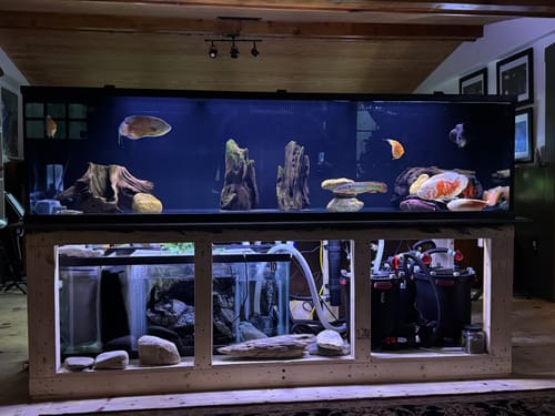 KGTropicals Reviews - 9,720 Reviews | keepfishkeeping.com