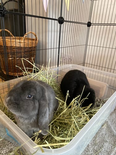 Hay Box Reviews - 12,915 Reviews | haybox.club